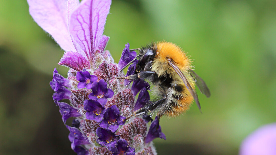 Insect Hotel: DIY Pollinator-Friendly Windowbox Planter – Mother Earth News